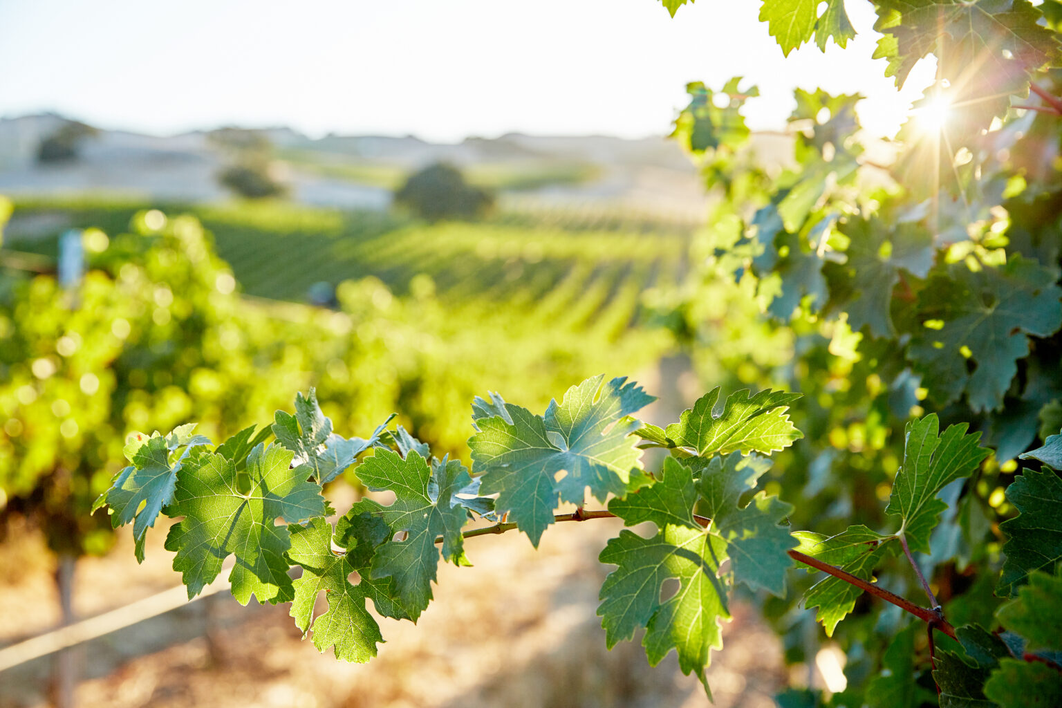 Joel Gott Light Bubbles Sauvignon Blanc - Joel Gott Wines